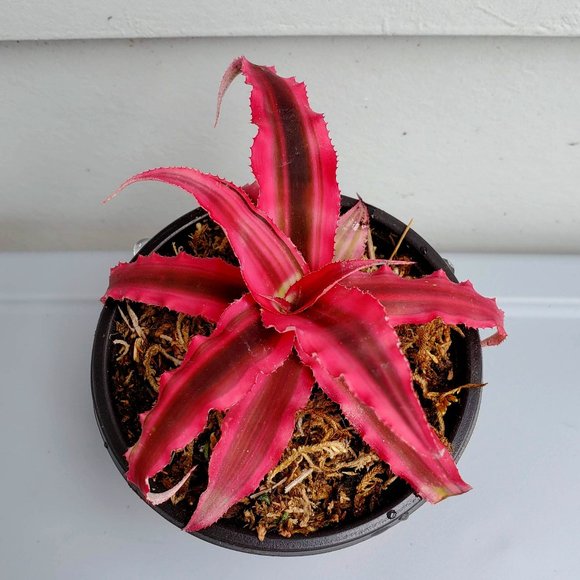Hand Crafted | Accents | Cryptanthus Bivittatus Red Star Live Earth ...